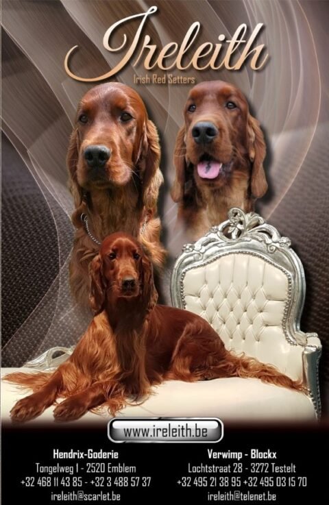 ISC - Nederlands - Ierse Setter Club