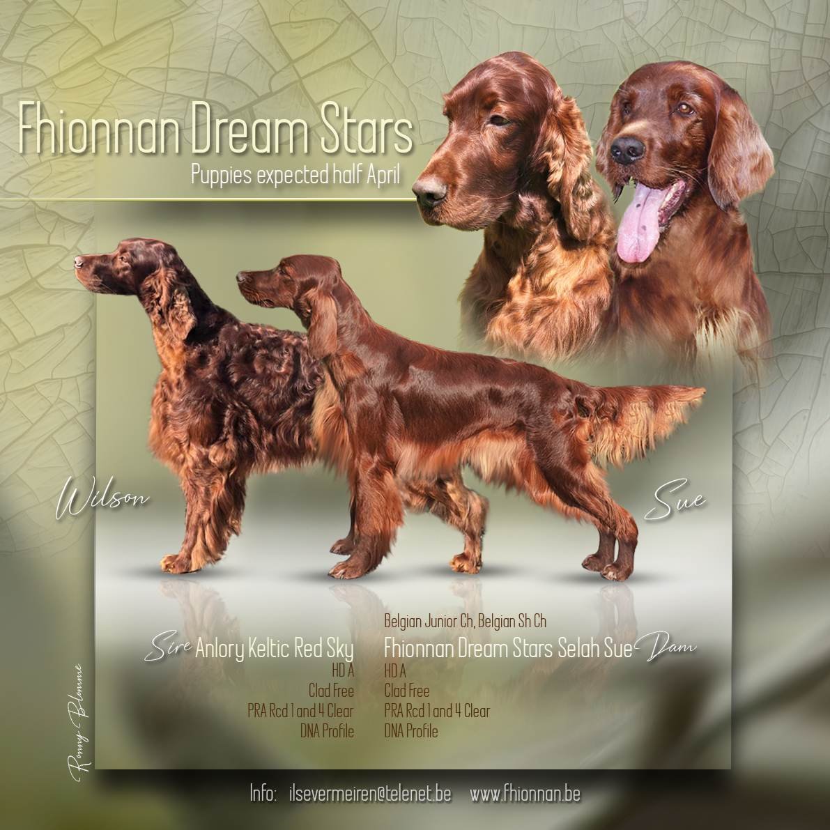 Pup Info - Ierse Setter Club