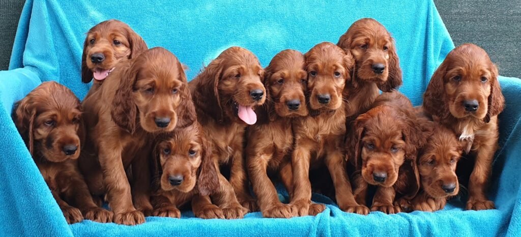 Verwachte nesten - Ierse Setter Club