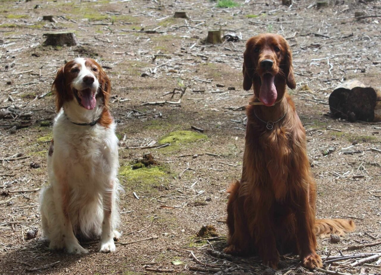 Onze club - Ierse Setter Club